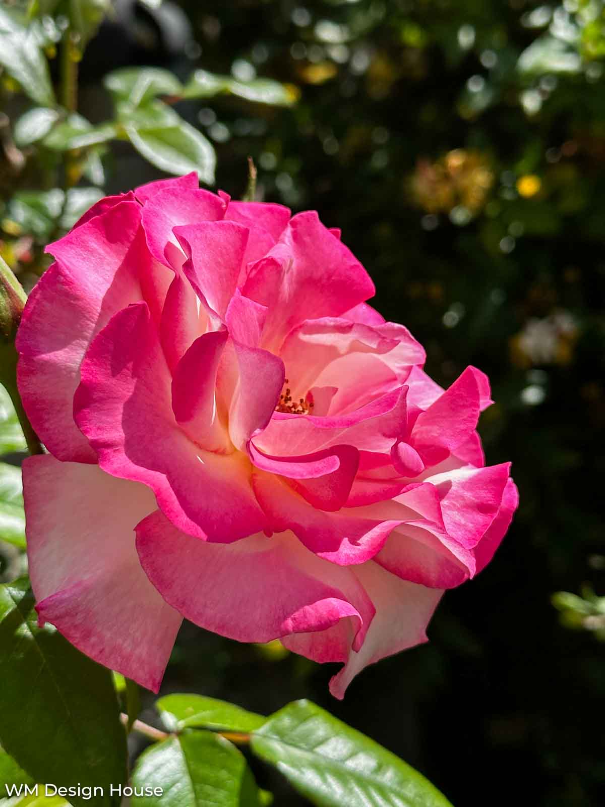 Roses 101 : 10 Essential Tips for Growing Beautiful Roses - WM Design House