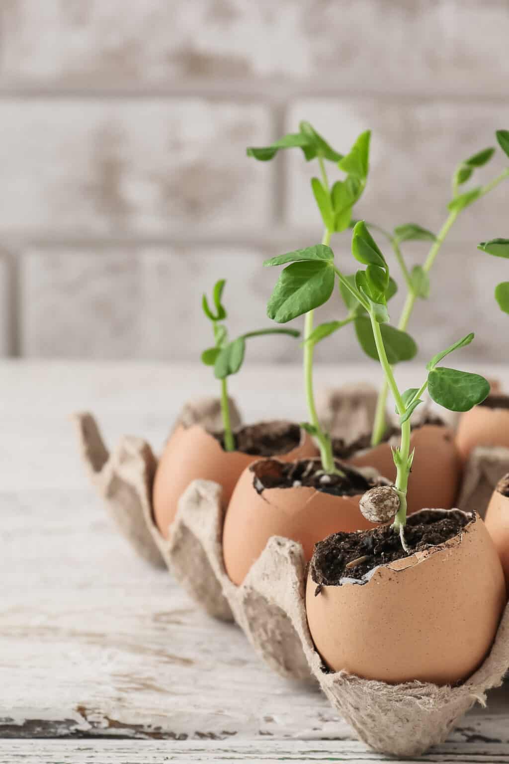 How to Make Easy DIY Flower Fertilizer - WM Design House