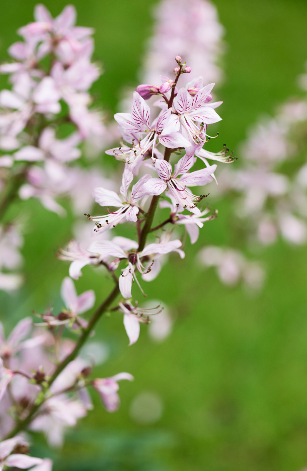 37 of the Best Perennial Cut Flowers for your Cutting Garden