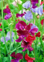 Sweet Pea Seeds: How to Sow, Grow, and Harvest Them - WM Design House