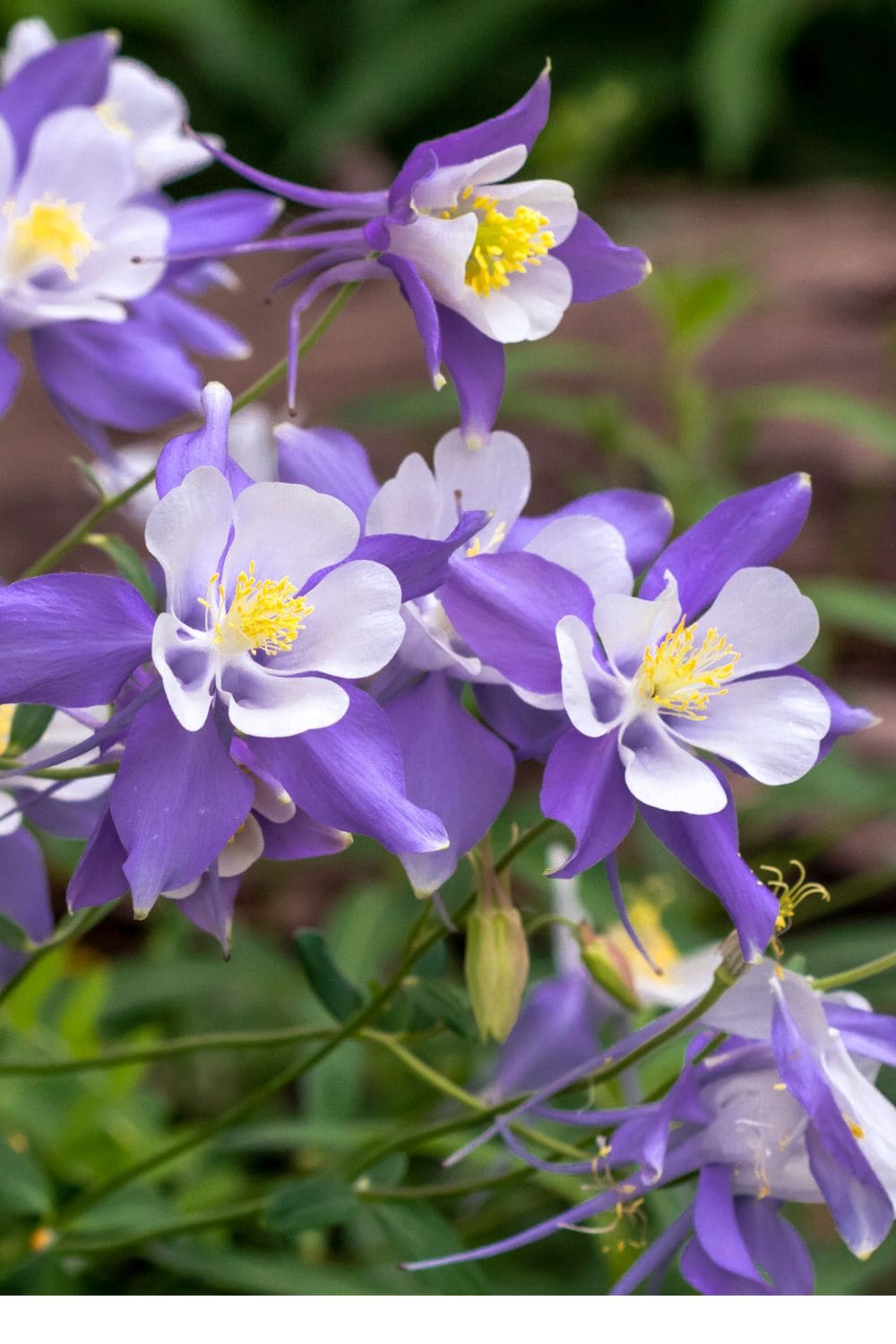 35 Best Zone 10A Perennials to Grow in Full Sun