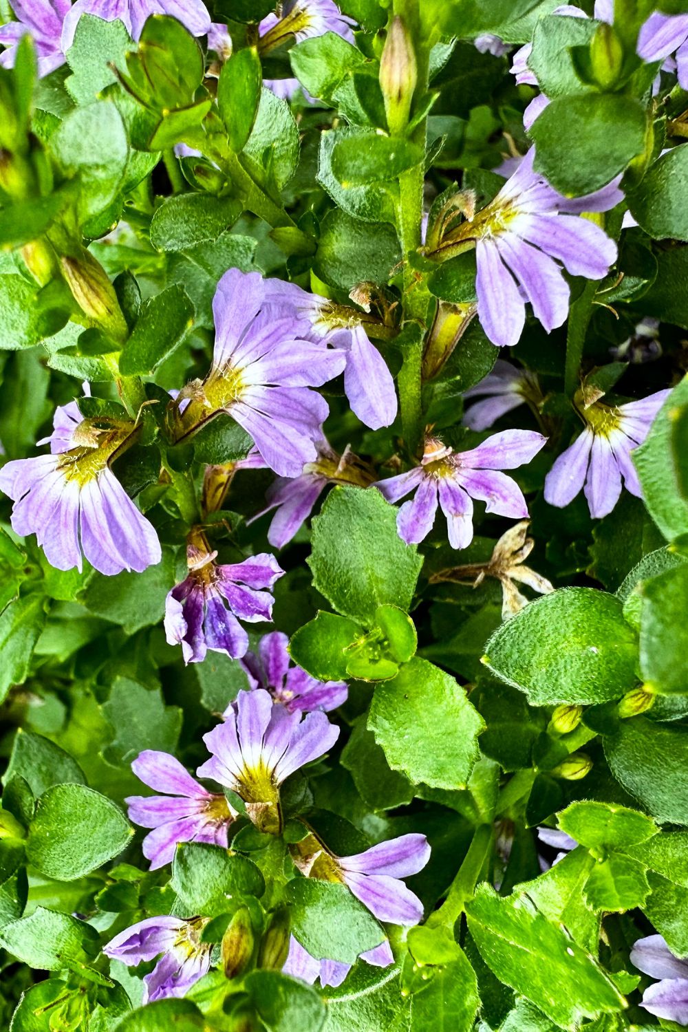 35 Best Zone 10A Perennials to Grow in Full Sun