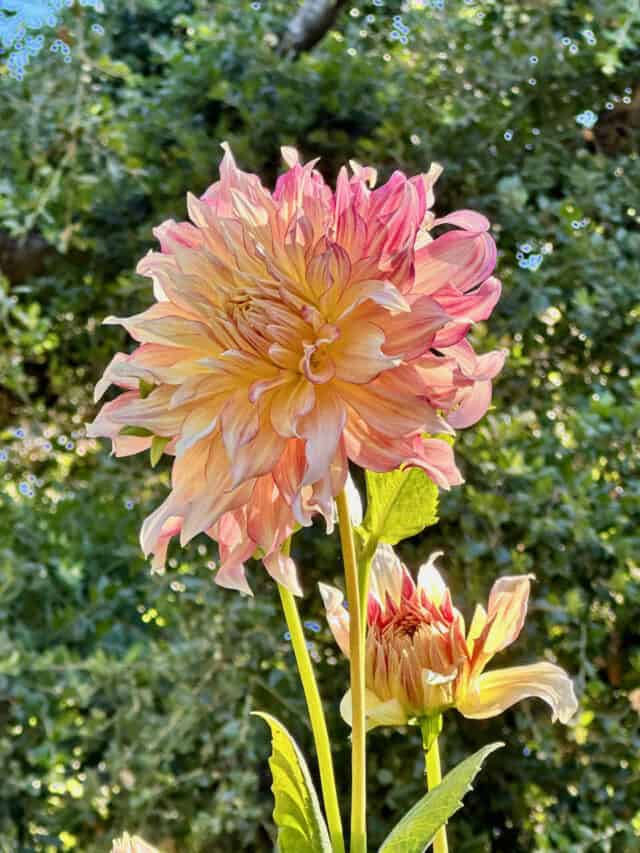 How to Grow Dinnerplate Dahlias and Care for Them - WM Design House
