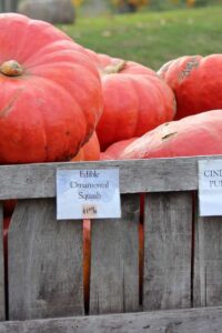 Cinderella Pumpkins: How To Grow, Cook & Decorate with Them