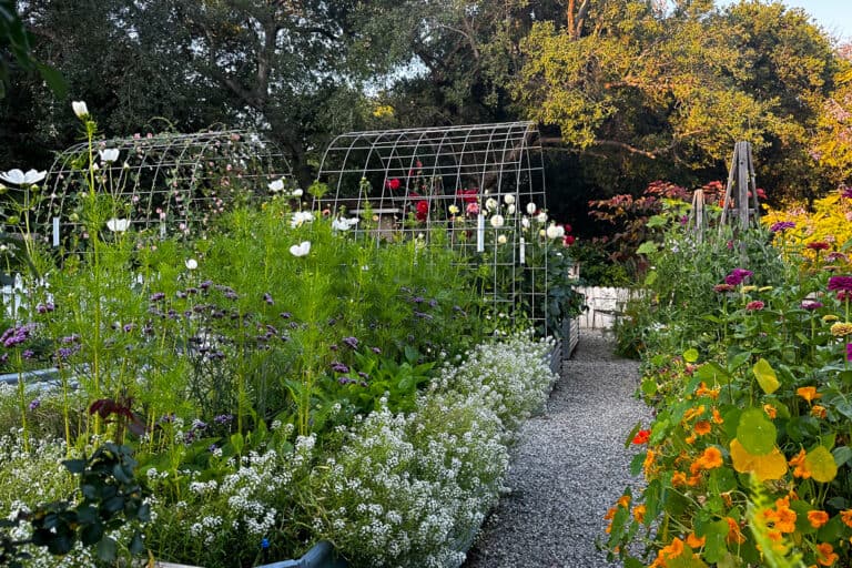 Cosmos: How to Plant, Grow, and Nurture Cosmos Flowers