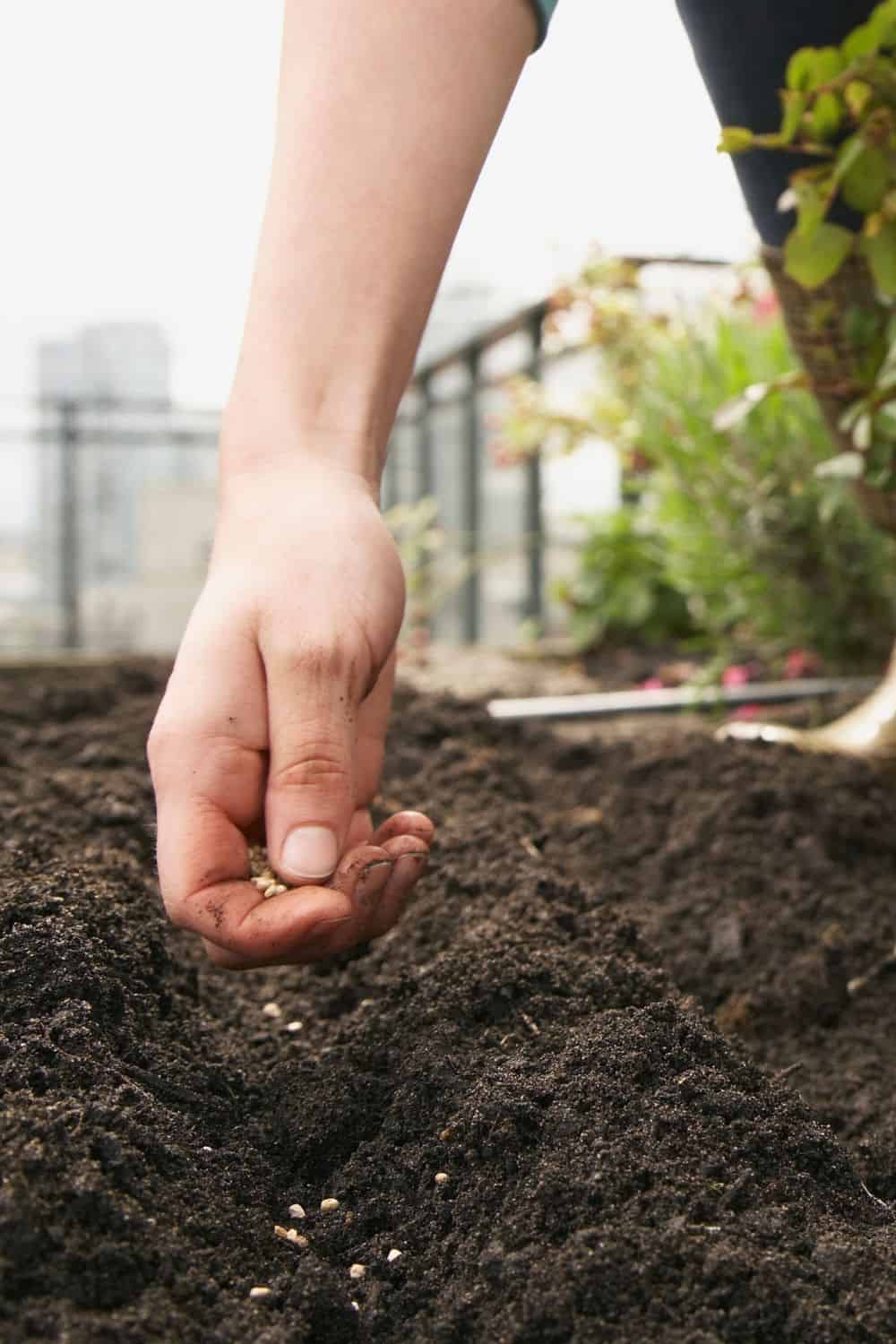 Cosmos: How to Plant, Grow, and Nurture Cosmos Flowers