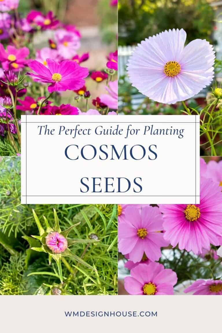 Cosmos: How to Plant, Grow, and Nurture Cosmos Flowers