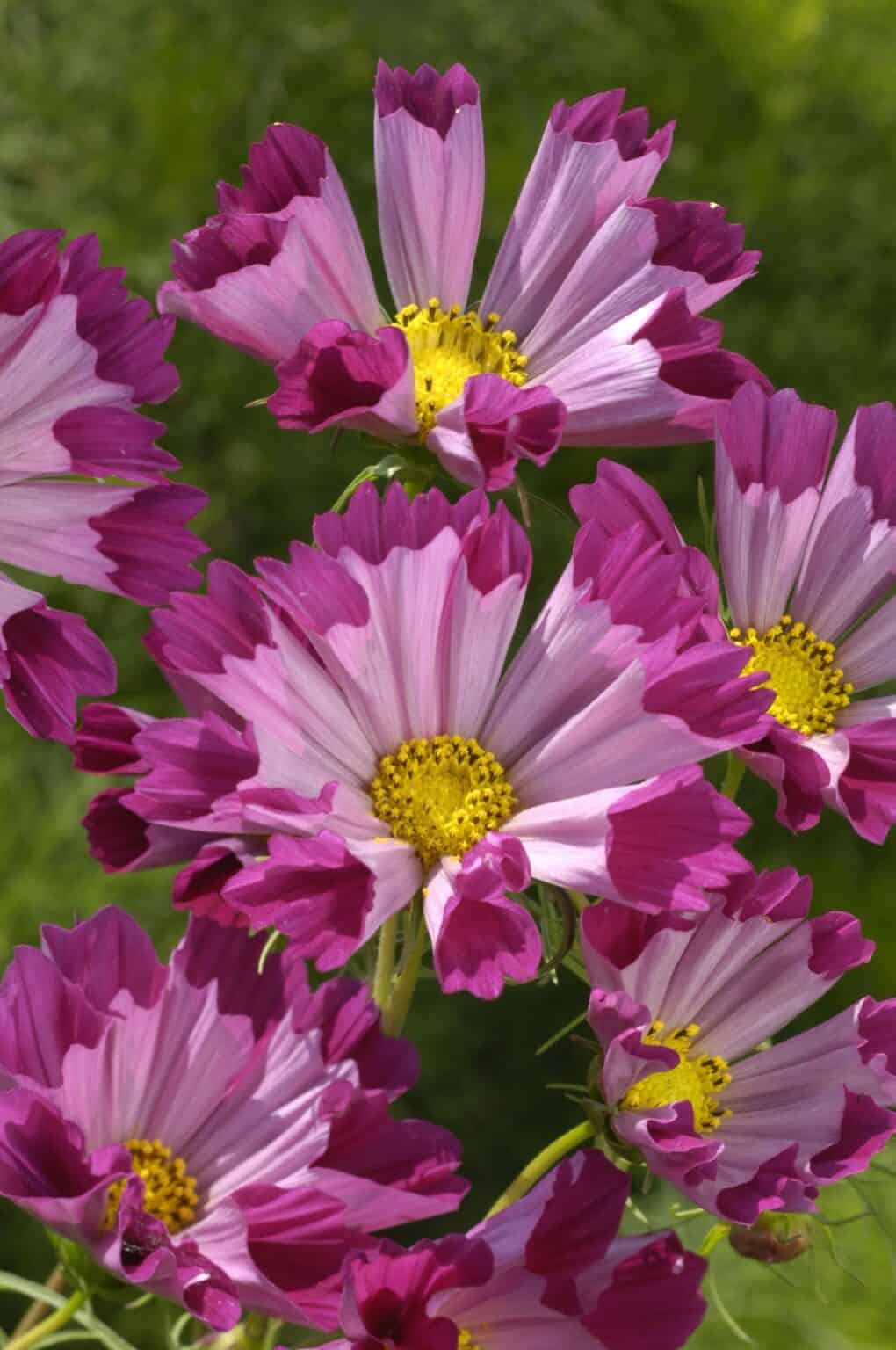Cosmos: How to Plant, Grow, and Nurture Cosmos Flowers