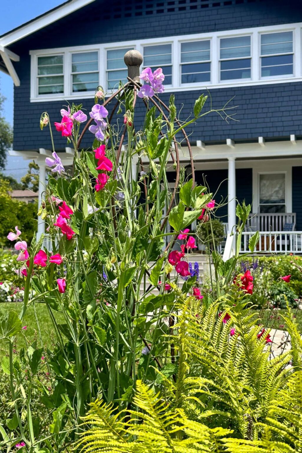 Sweet Pea Seeds: How to Sow, Grow, and Harvest Them - WM Design House