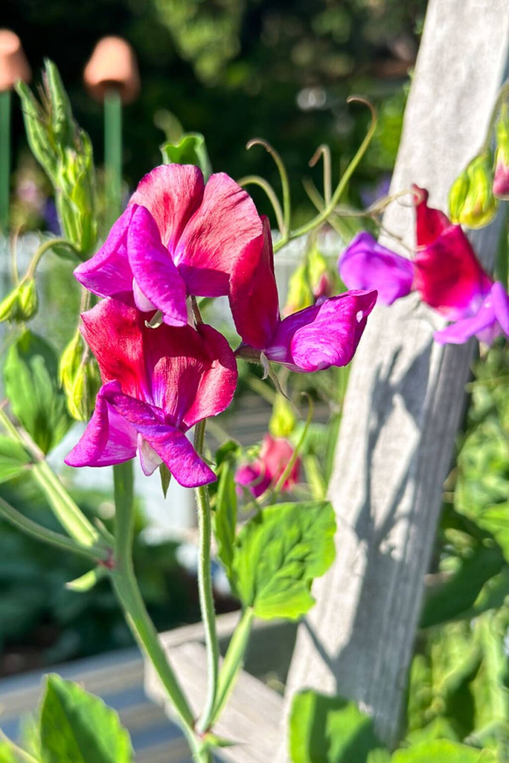 Sweet Pea Seeds: How to Sow, Grow, and Harvest Them - WM Design House