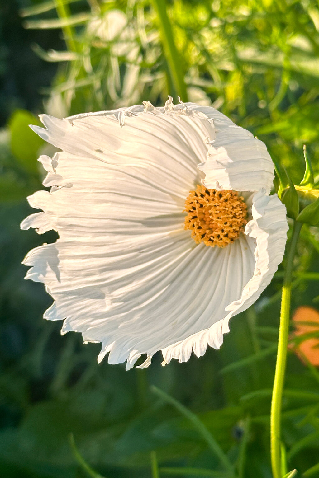 Cosmos: How to Plant, Grow, and Nurture Cosmos Flowers