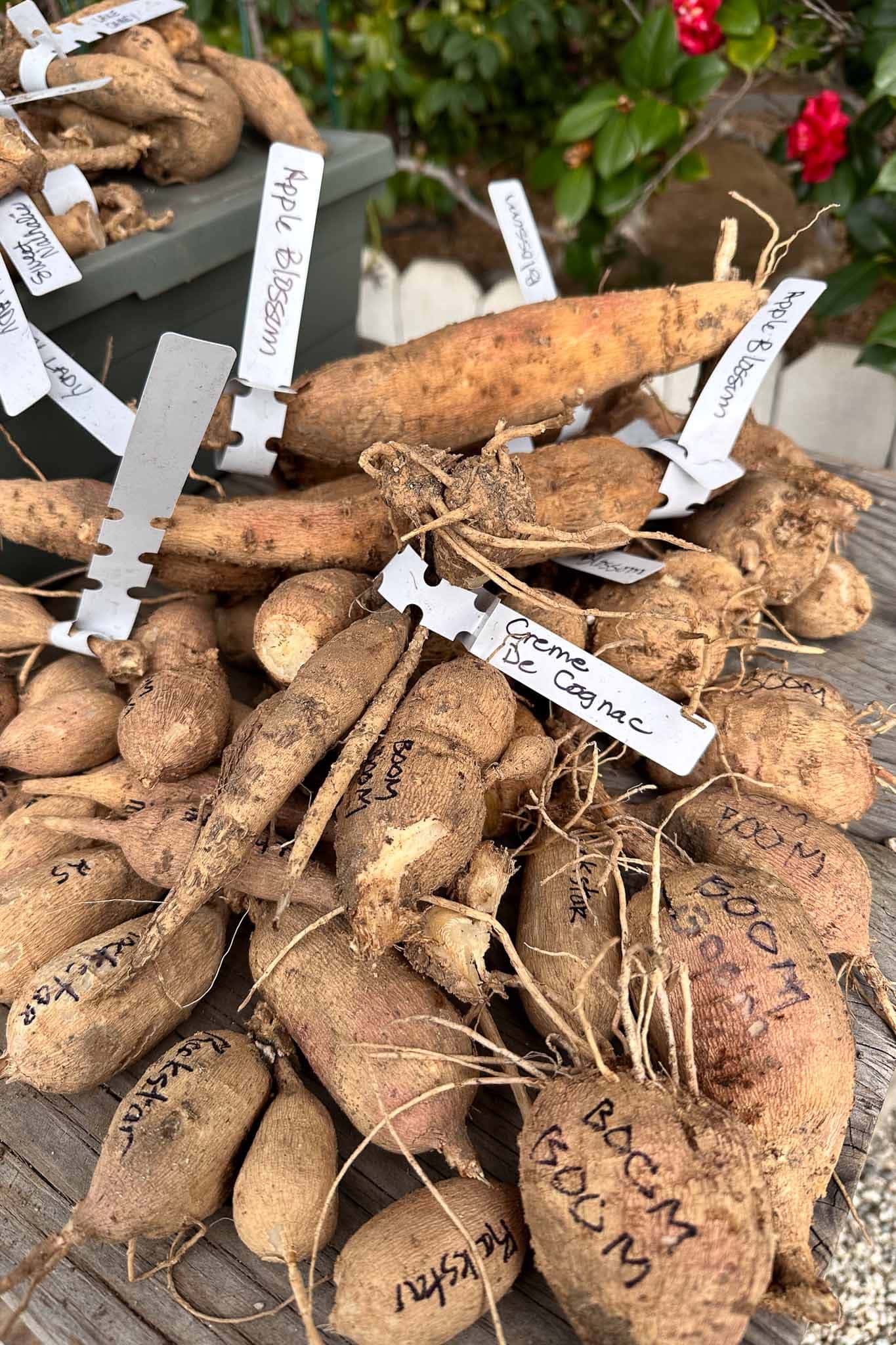 How to Plant Dahlia Tubers (For Healthy Plants & Lots of Blooms)