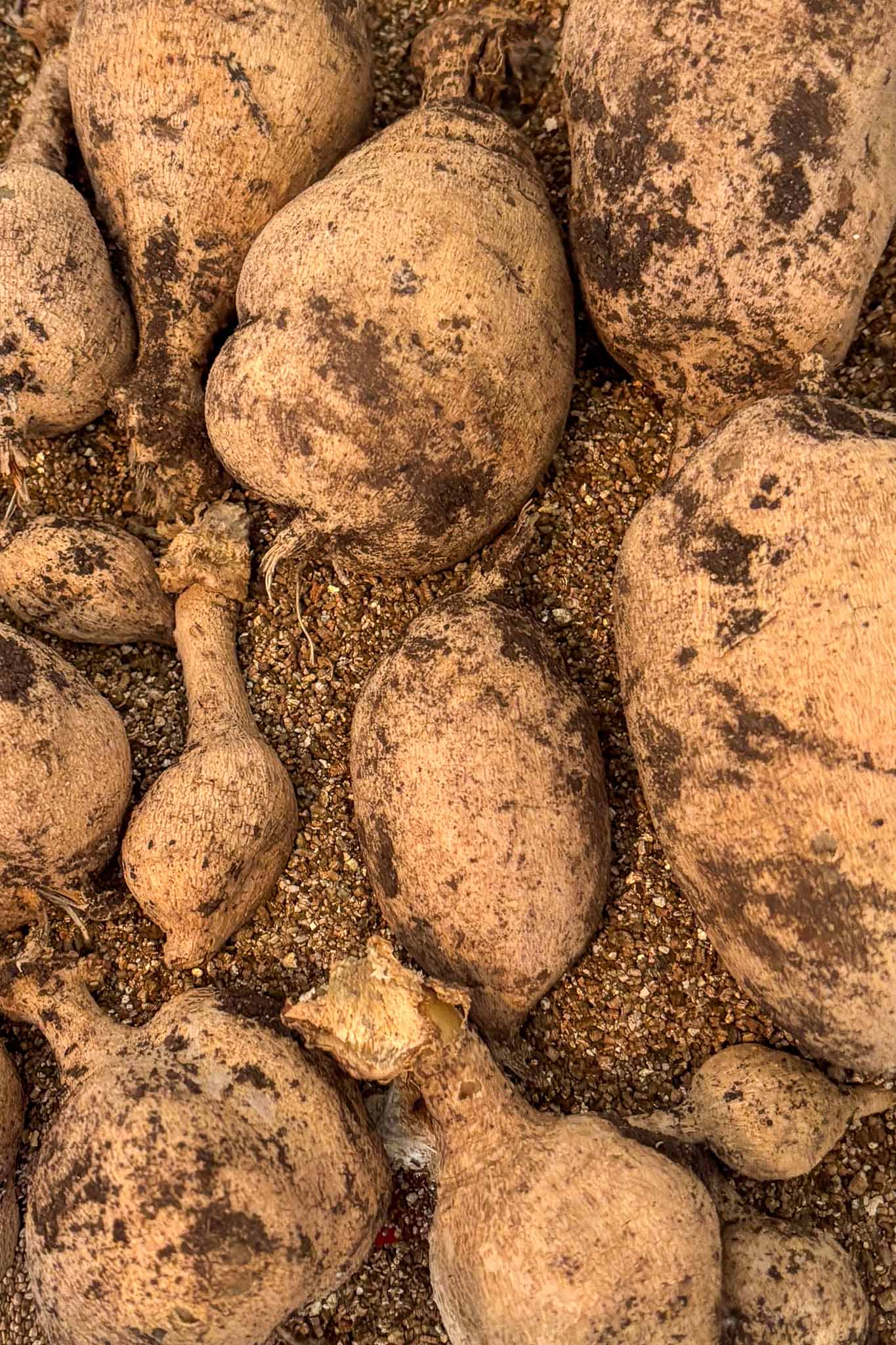 How to Plant Dahlia Tubers (For Healthy Plants & Lots of Blooms)