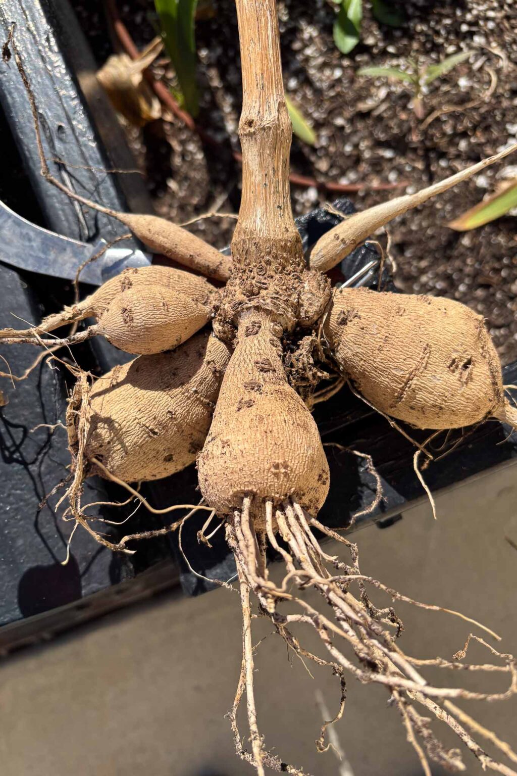 How to Plant Dahlia Tubers (For Healthy Plants & Lots of Blooms)