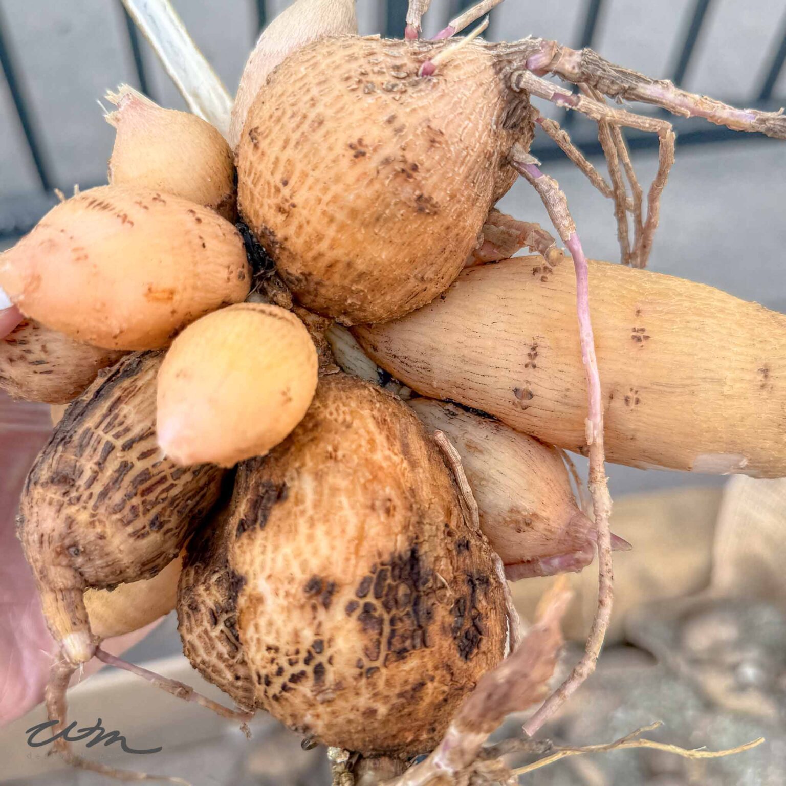 Dividing Dahlia Tubers: When and How for Bigger Blooms